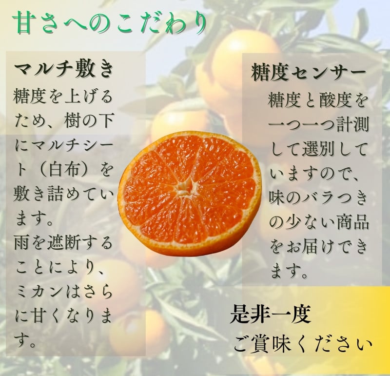 JA紀南ブランド 農家自慢の「極天みかん(木熟)」 3kg (Sサイズ) ※12月中旬～順次発送予定【期間限定・先行予約・11/30まで ...